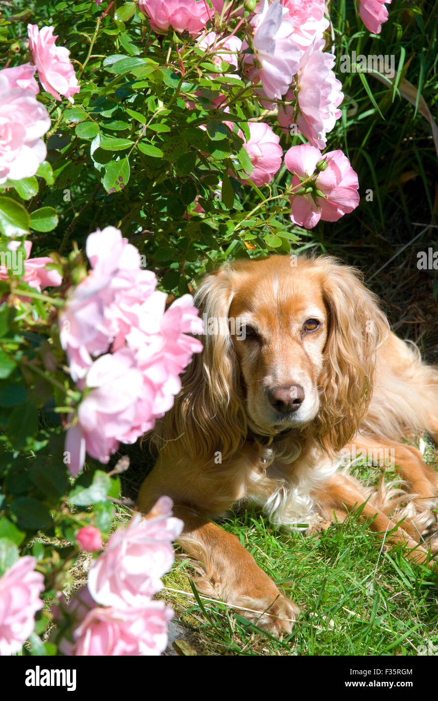 Golden spaniel hi-res stock photography and images - Alamy
