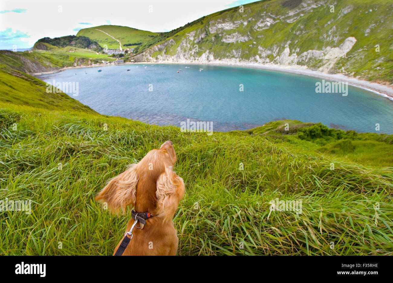 Dog overlooking beach on a windy day Stock Photo - Alamy