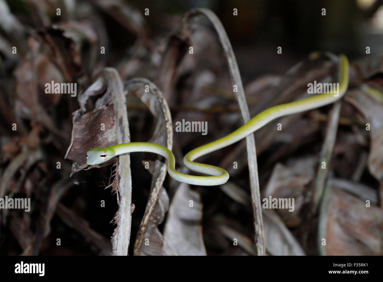 Small green vine snake Stock Photo - Alamy