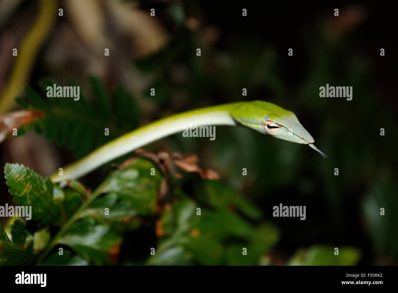 Small green vine snake Stock Photo - Alamy