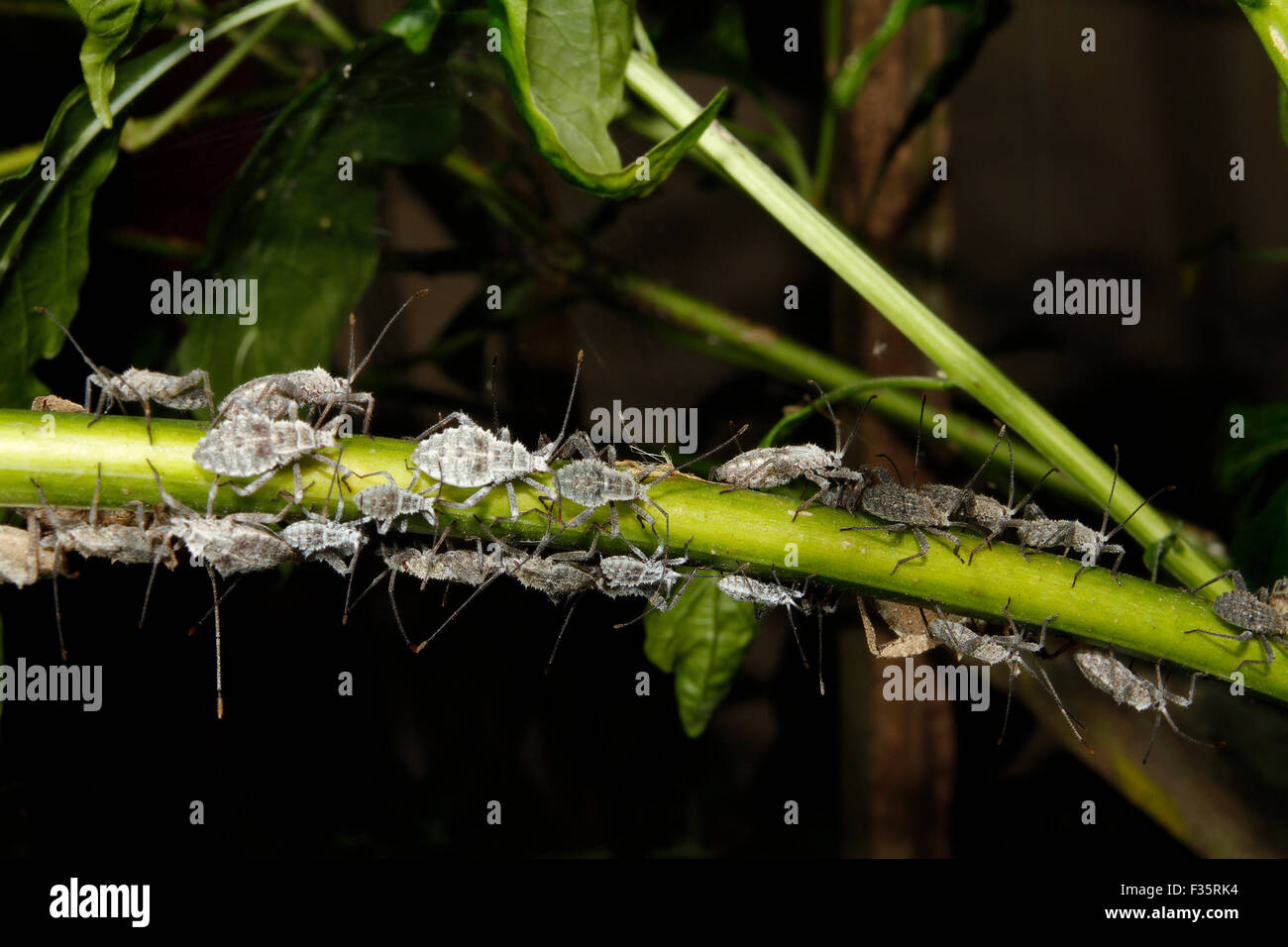 Aphids on chilly plant Stock Photo - Alamy