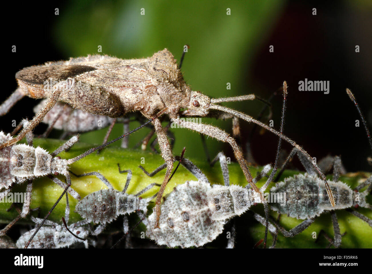 Aphids on chilly plant Stock Photo - Alamy