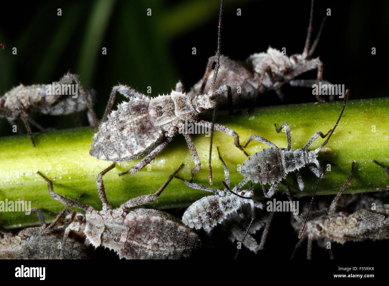 Aphids on chilly plant Stock Photo - Alamy