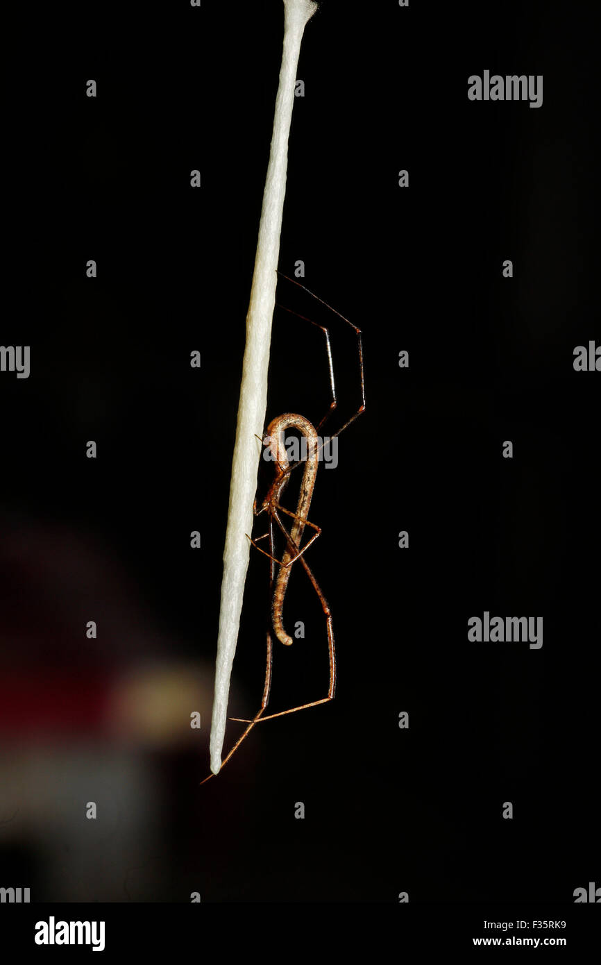 Twig spider spinning web like cotton bud Stock Photo - Alamy