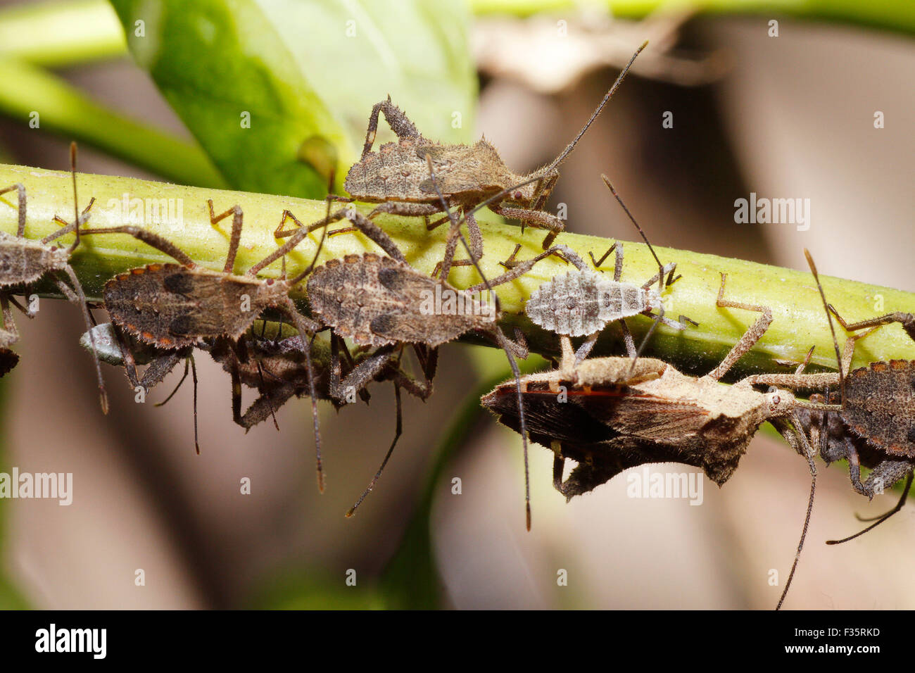 Aphids on chilly plant Stock Photo - Alamy