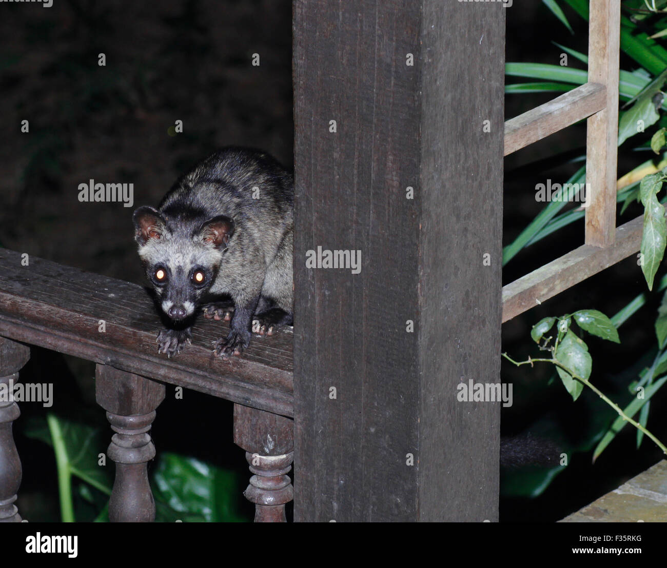 Vertebrate musang hi-res stock photography and images - Alamy