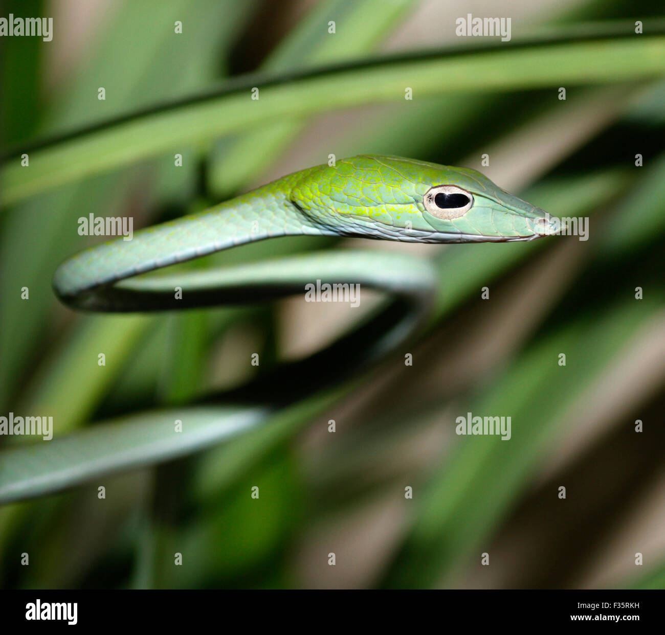 Small green vine snake Stock Photo - Alamy