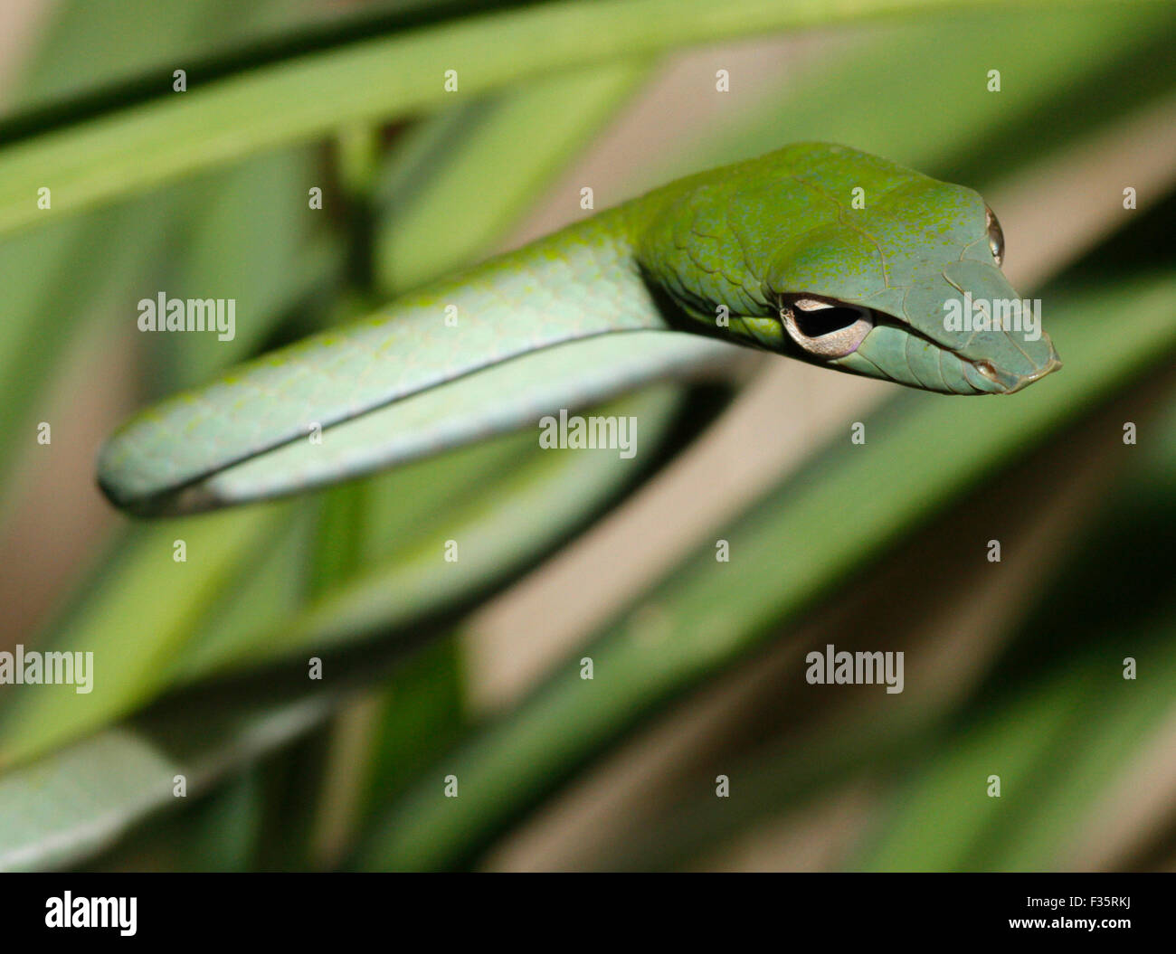 Small green vine snake Stock Photo - Alamy