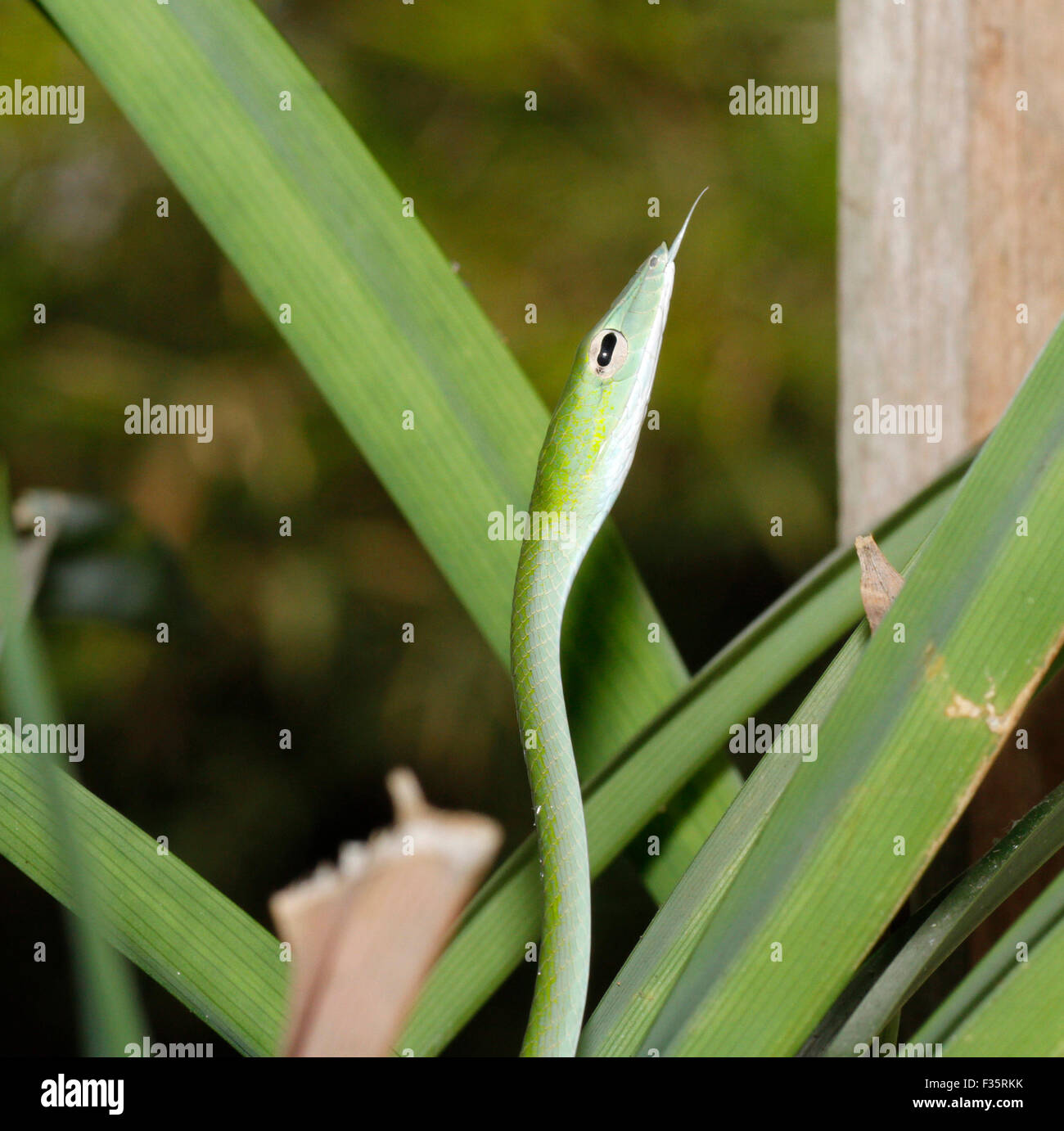 Small green vine snake Stock Photo - Alamy