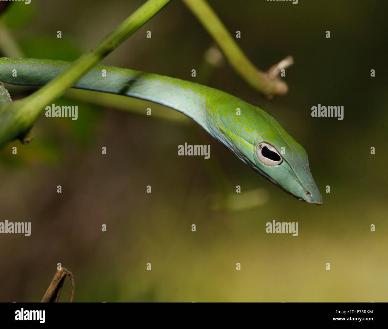 Small green vine snake Stock Photo - Alamy