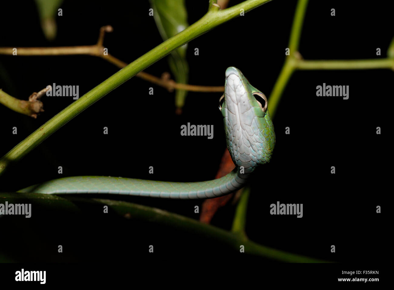 Small green vine snake Stock Photo - Alamy