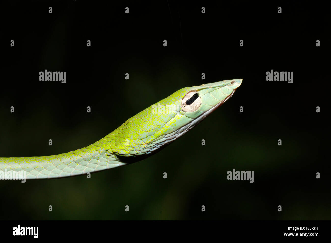 Small green vine snake Stock Photo - Alamy