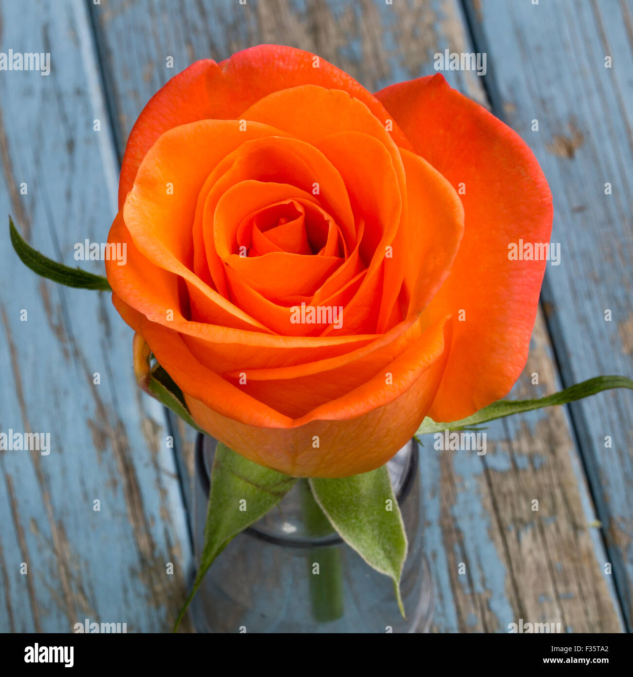 Turquoise English Rose Pattern