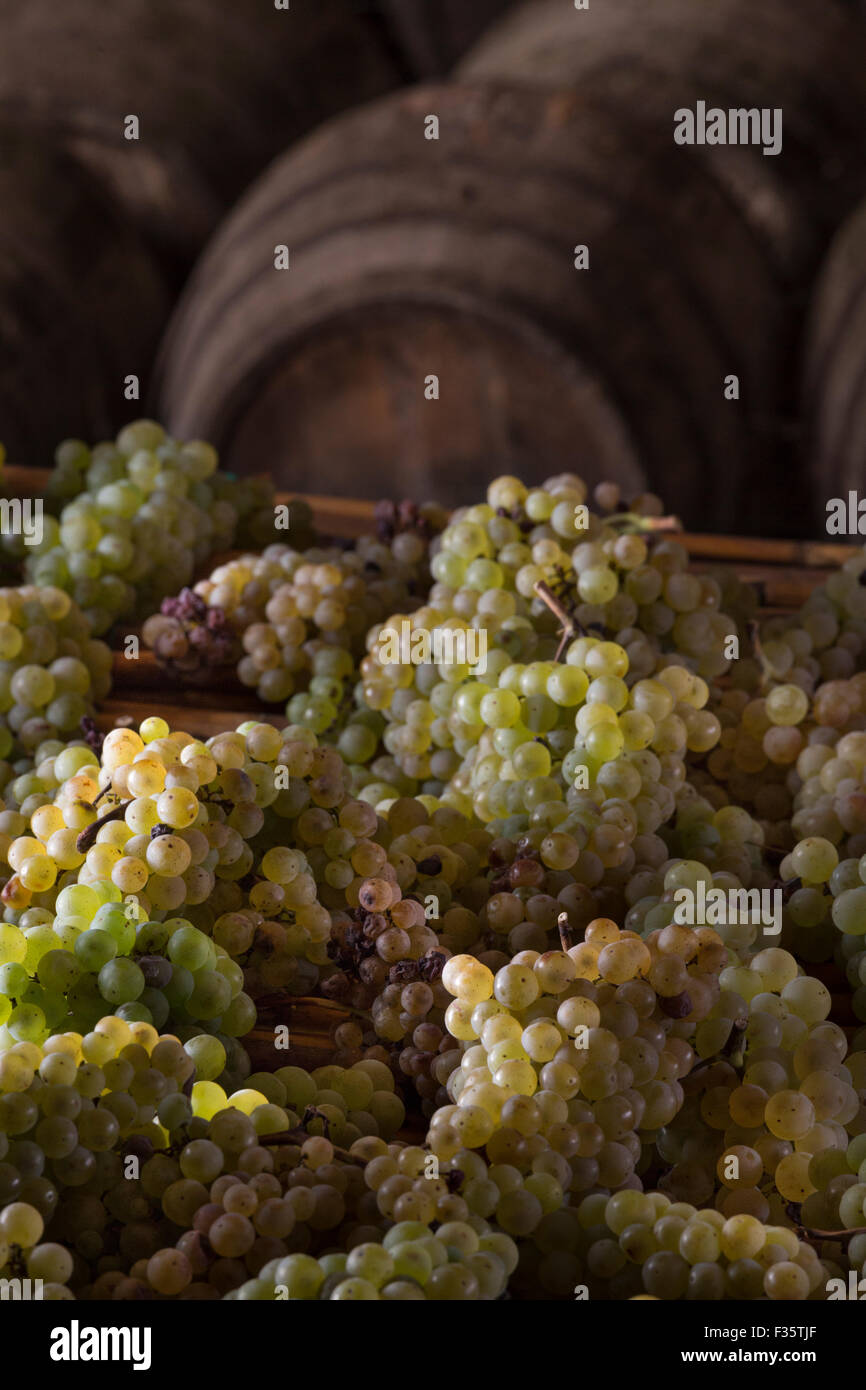 grape drying room Stock Photo - Alamy