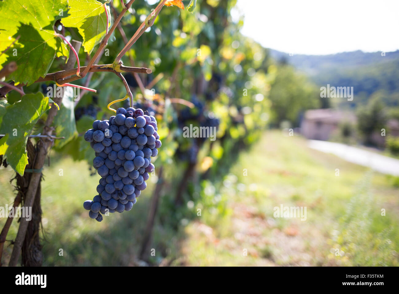 Chianti vineyard in San Casciano, Tuscany Stock Photo - Alamy