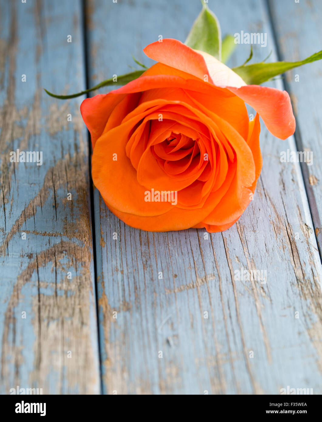 Turquoise rose hi-res stock photography and images - Alamy