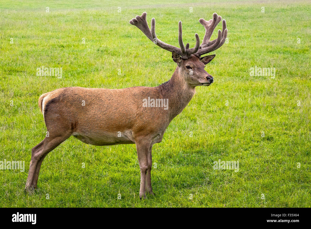 Red Deer Stag (Cervus elephus) UK Stock Photo - Alamy