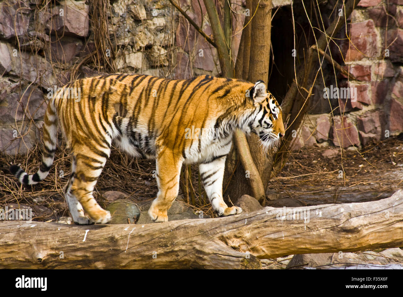 Tiger going on fallen tree Stock Photo - Alamy