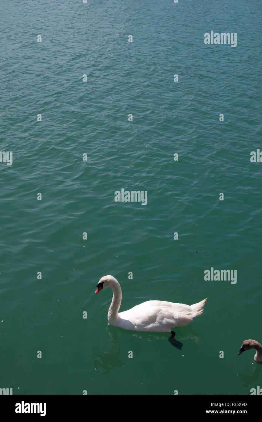 Swans float hi-res stock photography and images - Alamy