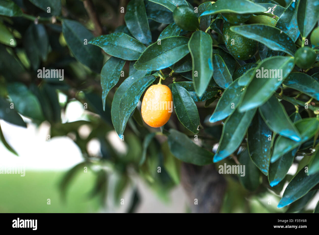 Young Olive Tree Stock Photo - Alamy