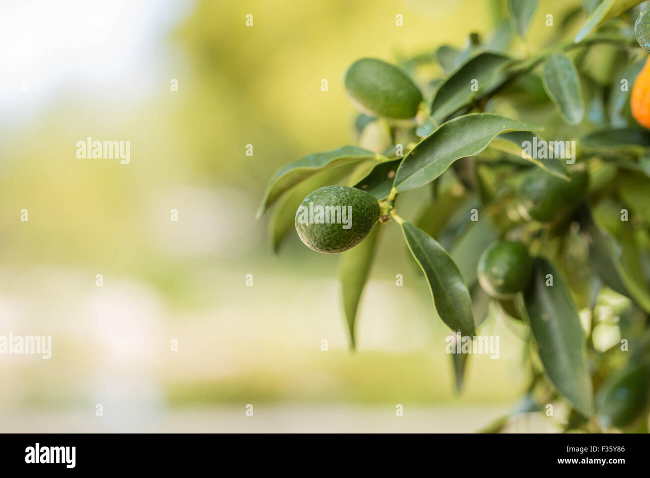 Young Olive Tree Stock Photo - Alamy