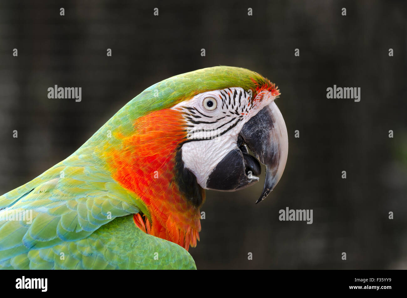 parrot park das Aves in iguacu in Brazil Stock Photo - Alamy