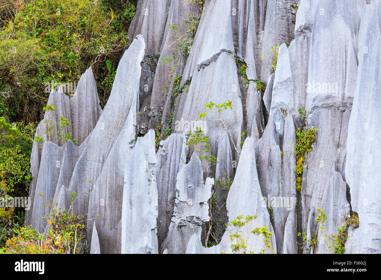 Limestone pinnacles at gunung mulu national park Stock Photo - Alamy