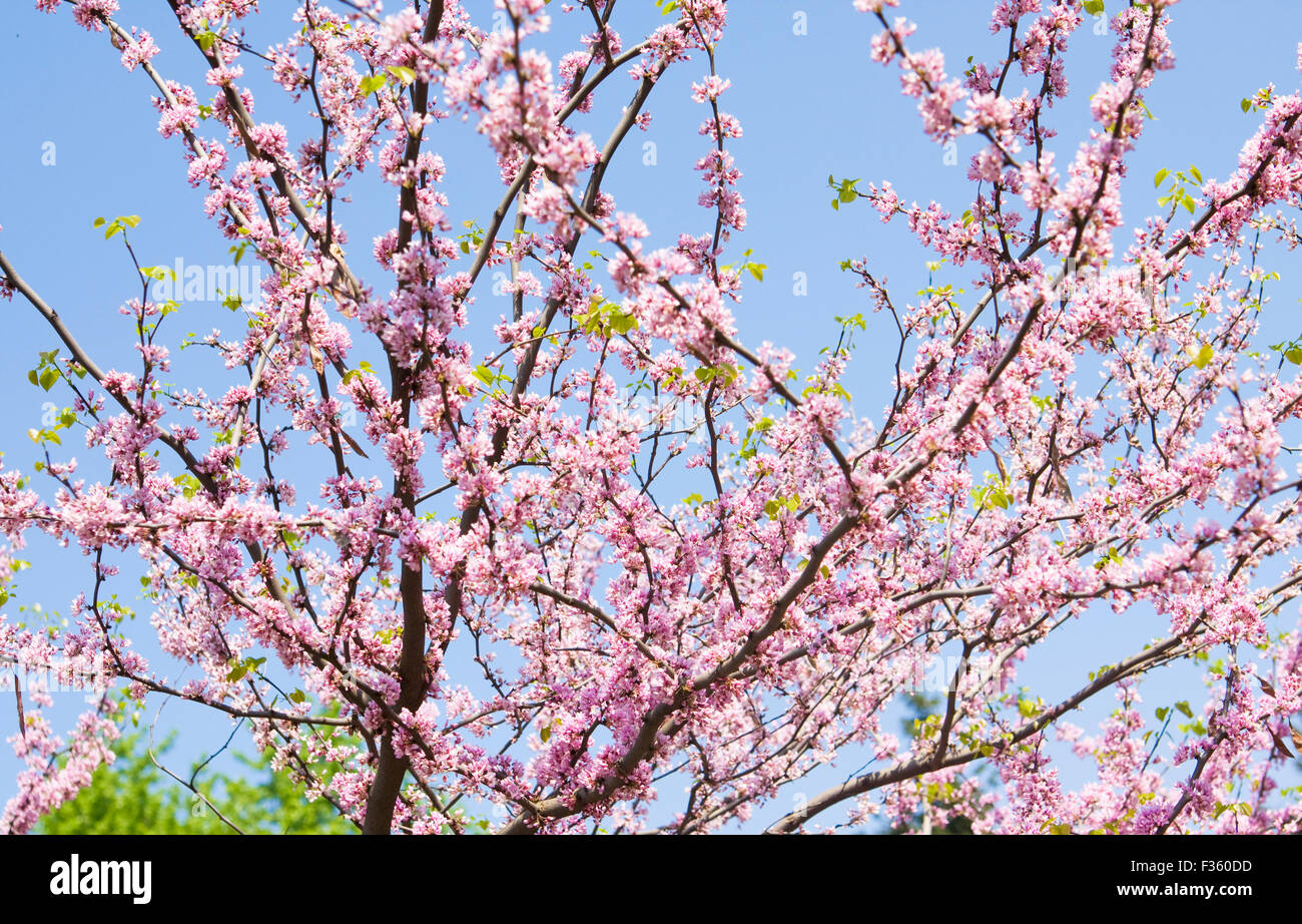 Branches of Eastern redbud, also called as Judas tree, latin name ...