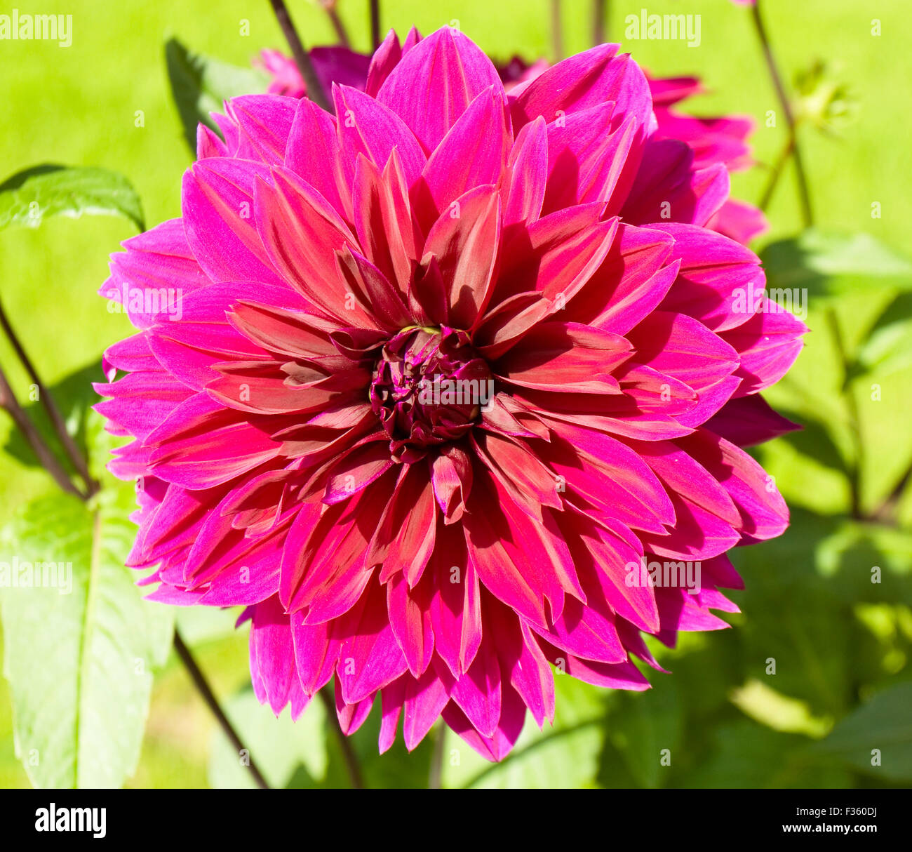 Big dahlia flower of pink colour Stock Photo - Alamy