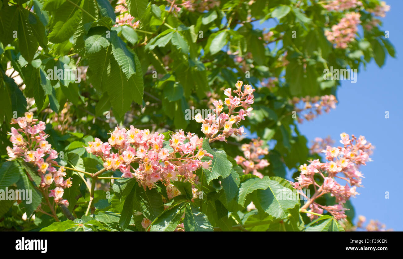 Flowers of chestnut tree of pink colour on blue sky Stock Photo - Alamy