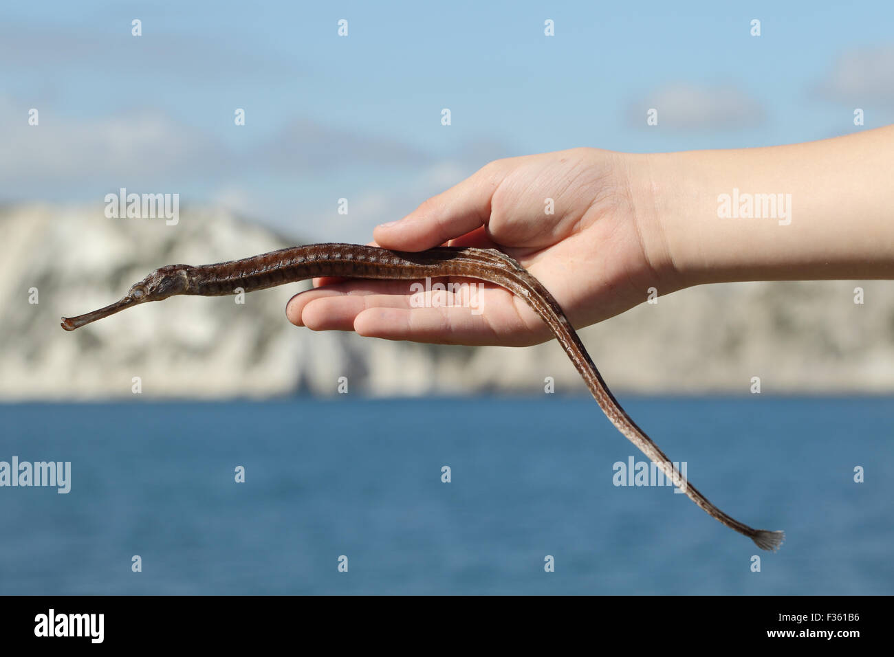 Dried Greater pipefish , Syngnathus acus , found on beach strandline ...