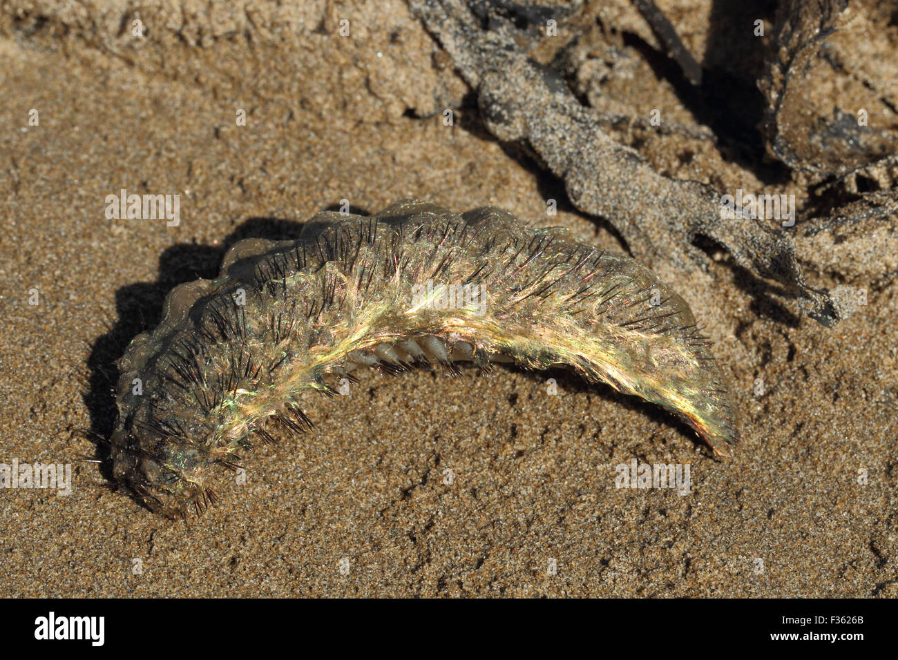 Sea Mouse Aphrodita aculeata , on beach strandline Saunton sands Devon ...