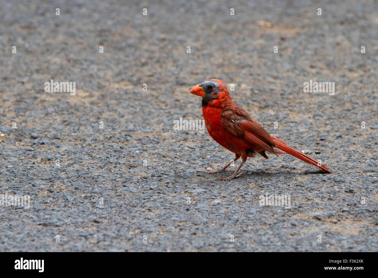 Molting northern cardinal hi-res stock photography and images - Alamy