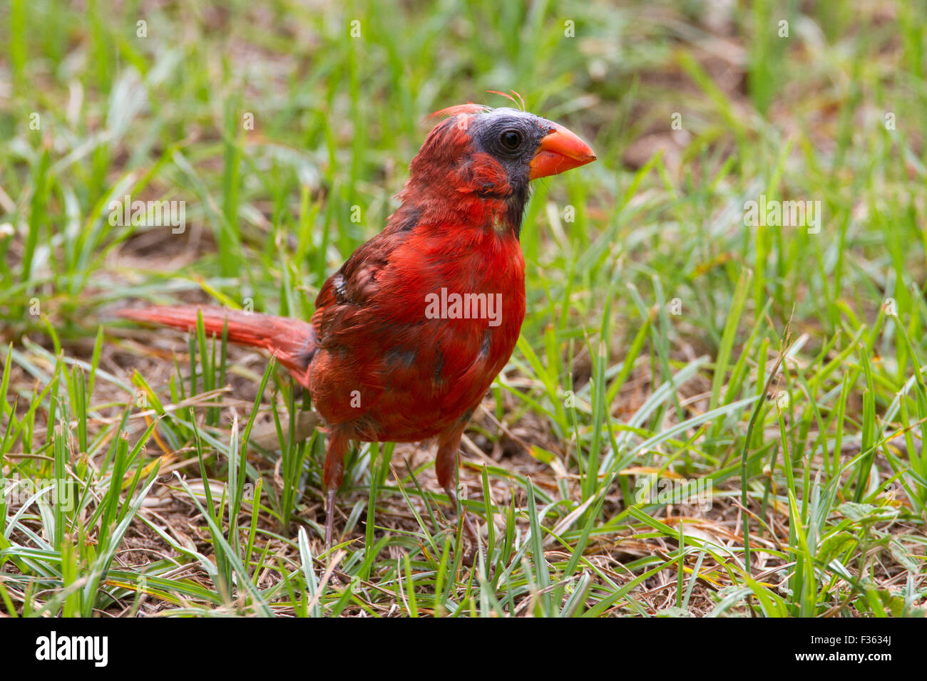 Northern Cardinal (Cardinalis cardinalis) male showing signs of molt ...