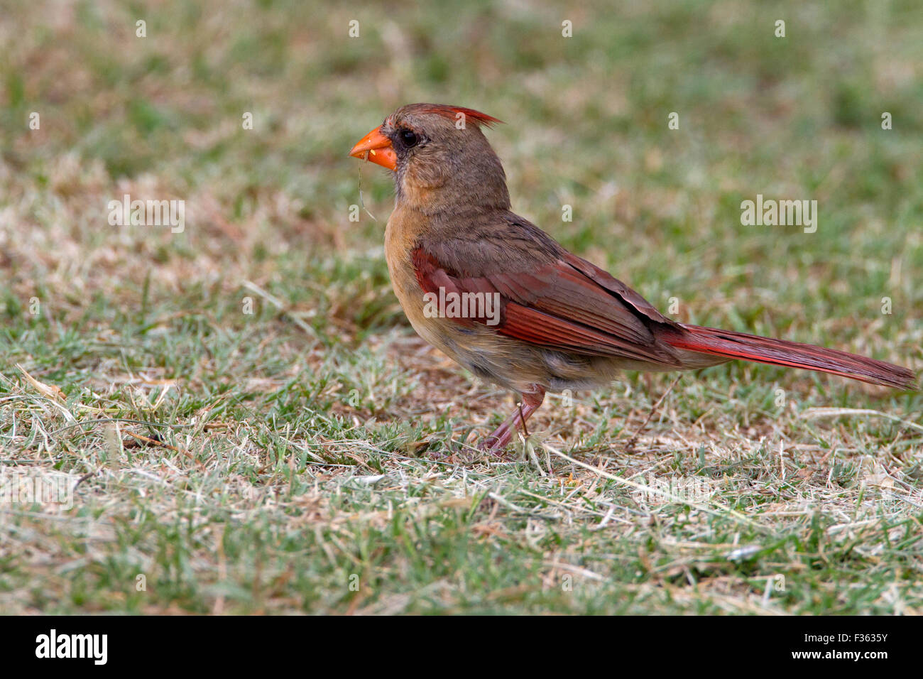 Northern Cardinal (Cardinalis cardinalis) female on grass verge at ...