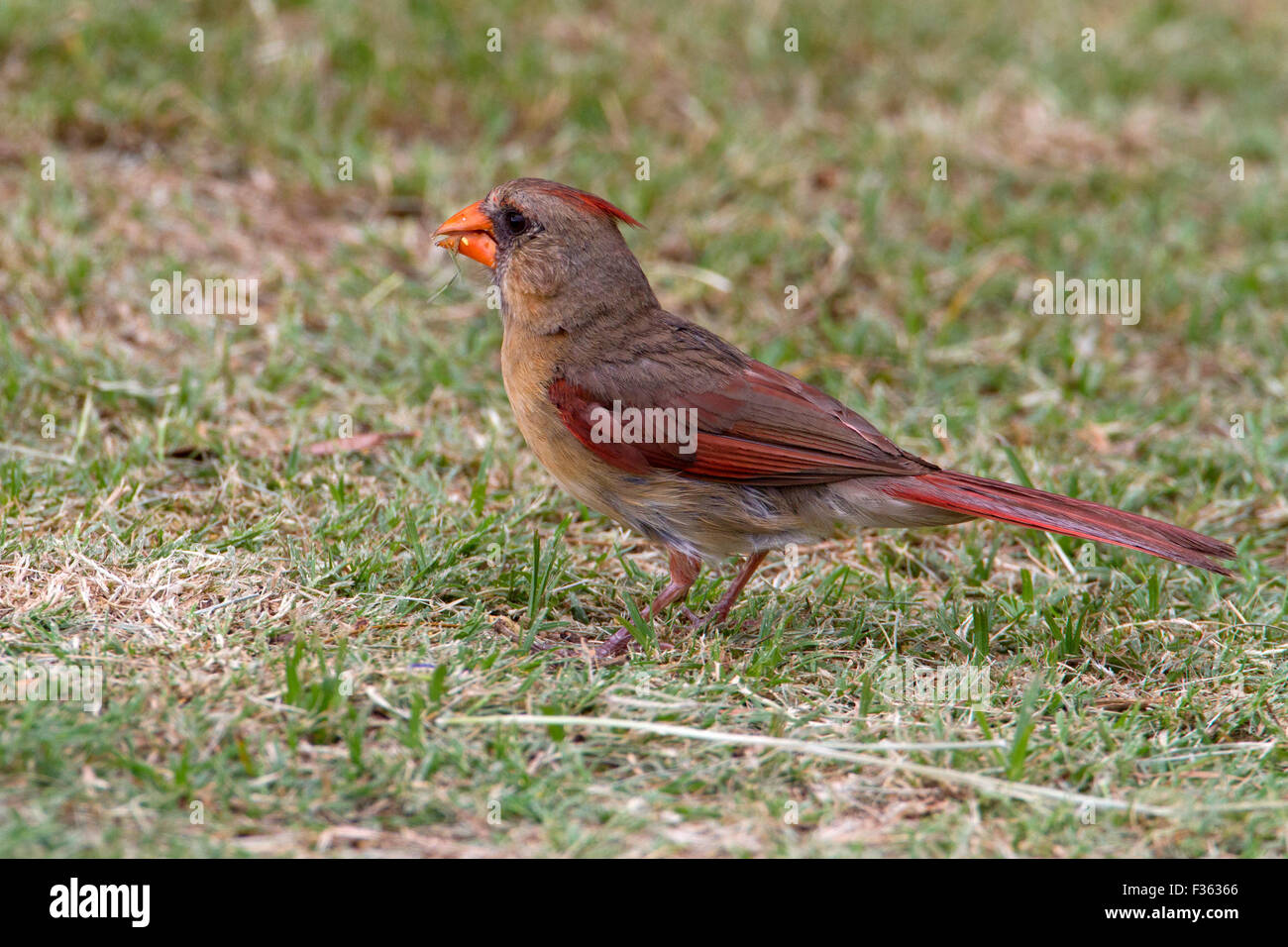 Northern Cardinal (Cardinalis cardinalis) female on grass verge at ...