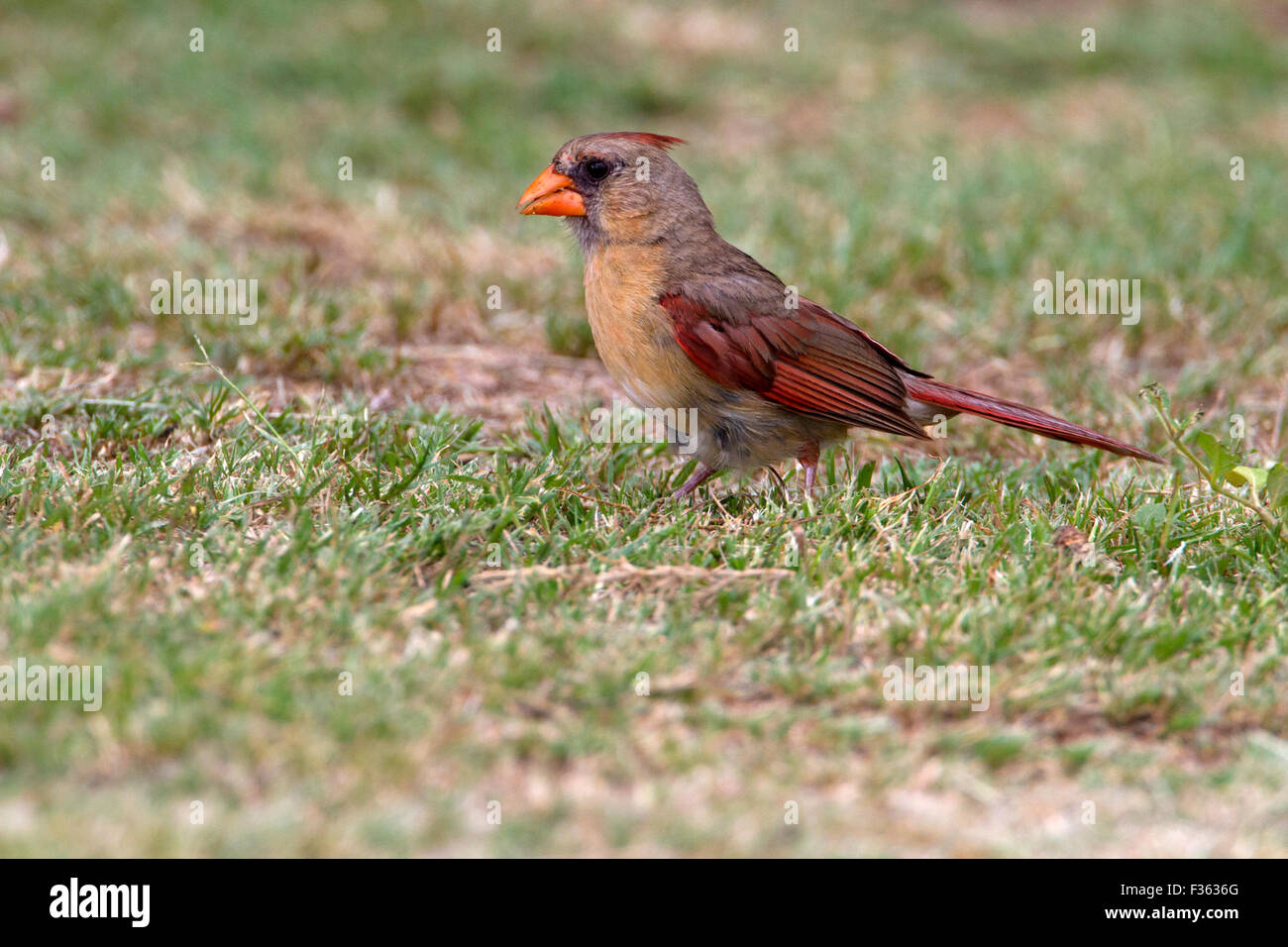 Northern Cardinal (Cardinalis cardinalis) female on grass verge at ...