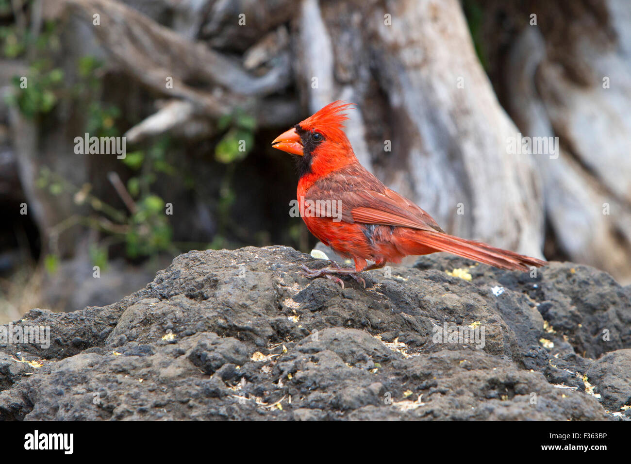 Northern Cardinal (Cardinalis cardinalis) male perched on a rock at ...