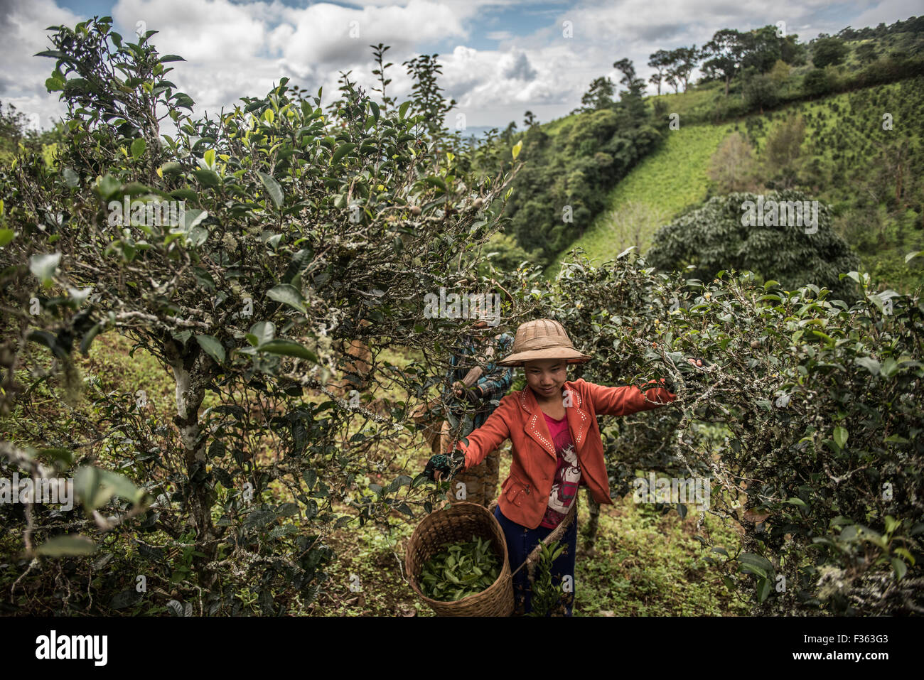Burma tea plantation hi-res stock photography and images - Alamy