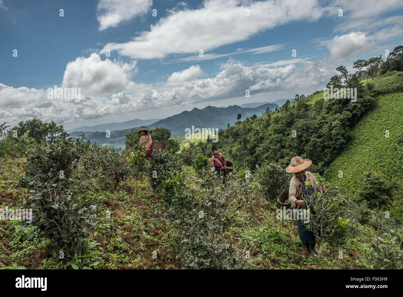 Burma tea plantation hi-res stock photography and images - Alamy