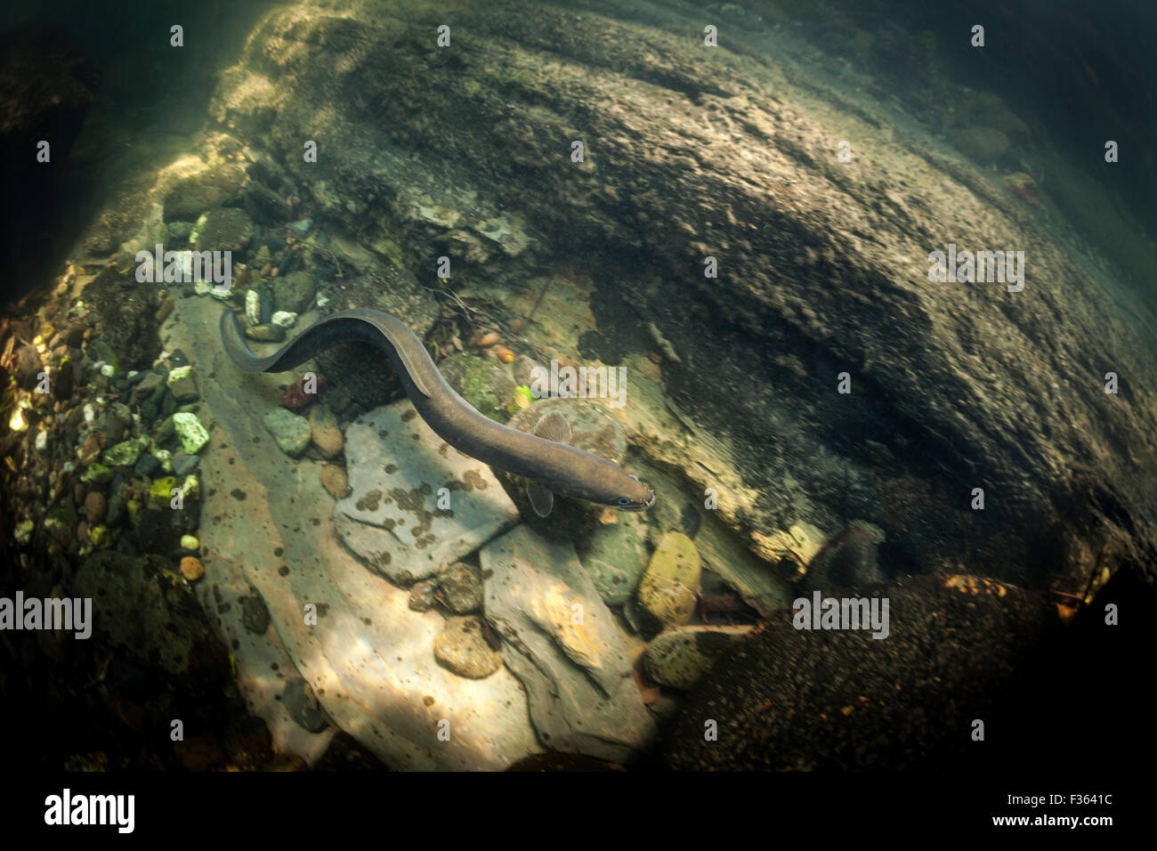 A river eel (Anguilla anguilla) swimming in the Nivelle river (France ...