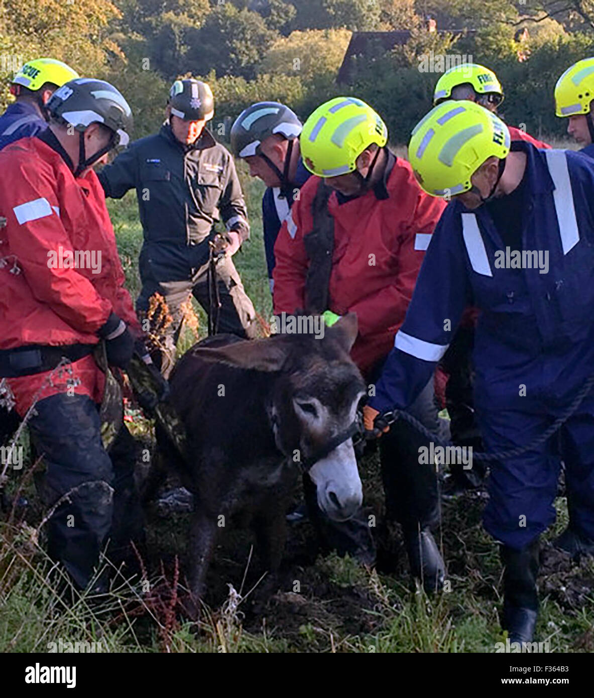 Sway, Hampshire, UK. 30th September, 2015. GV's of a donkey being ...