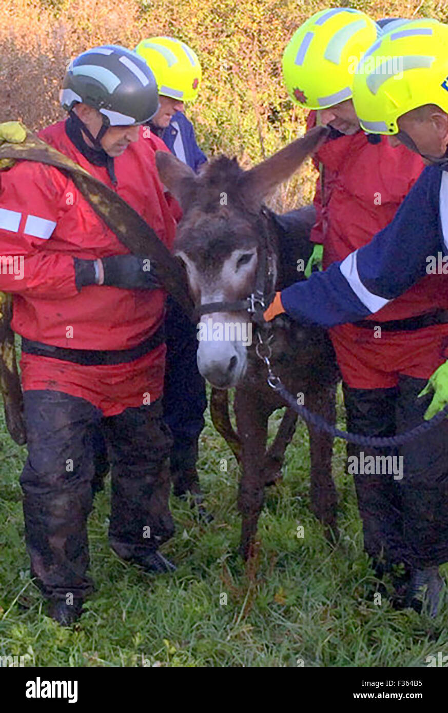 Sway, Hampshire, UK. 30th September, 2015. GV's of a donkey being ...