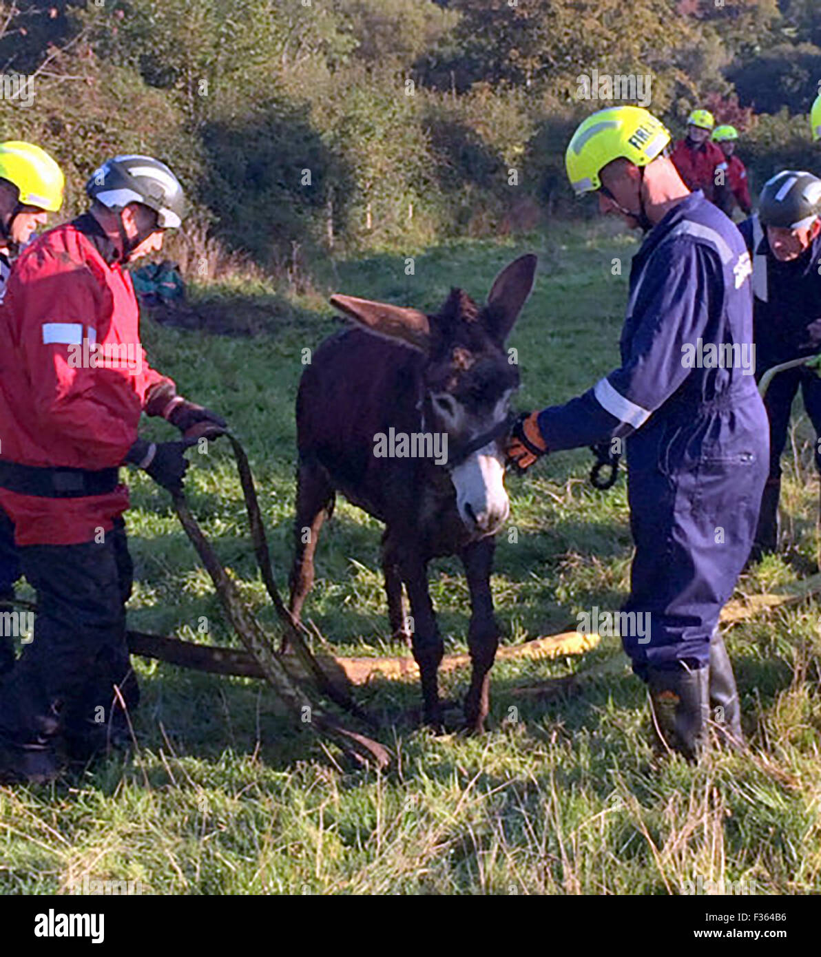 Stuck animal rescued hi-res stock photography and images - Alamy
