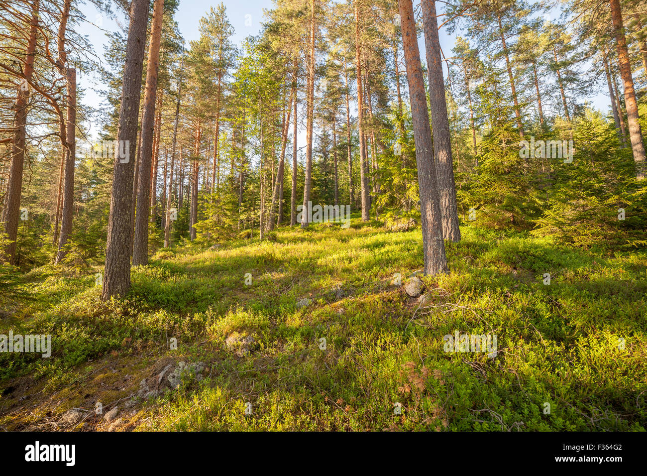 Finnish forest at summer Stock Photo - Alamy