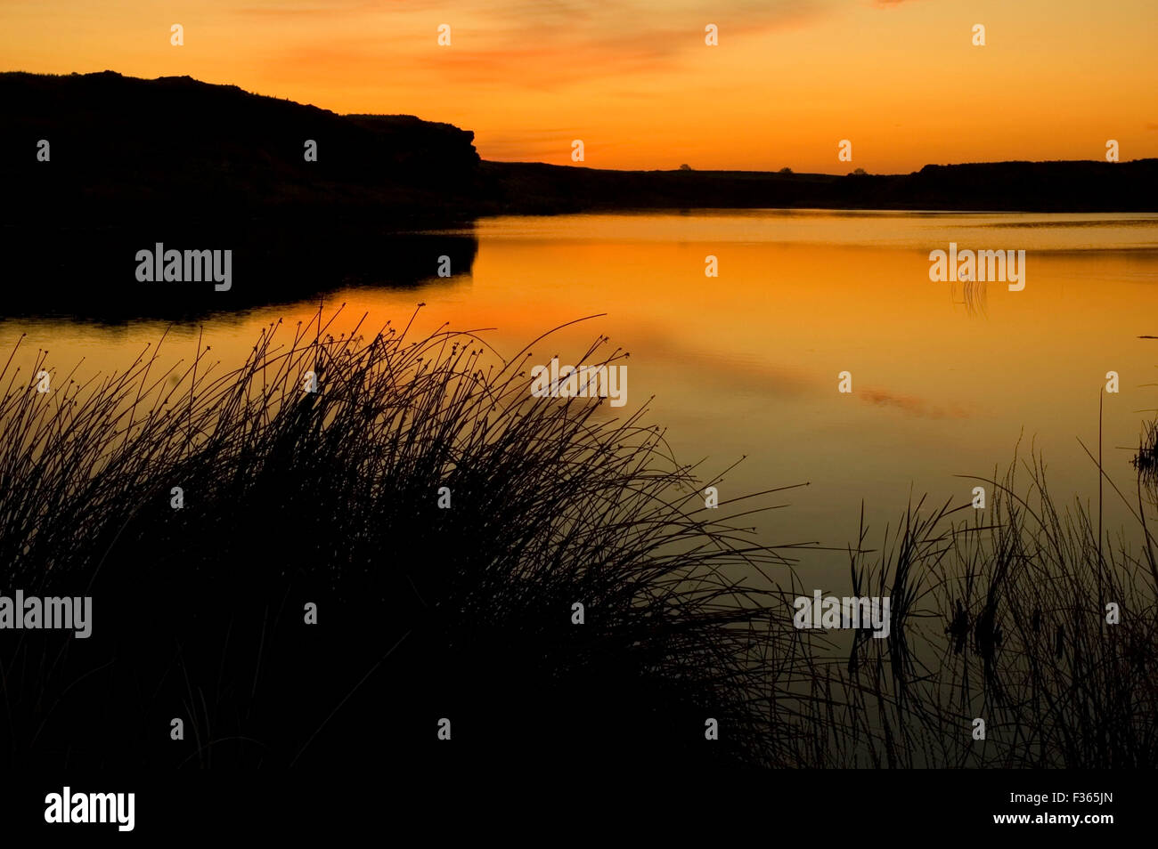 Stan Coffin Lake sunrise with bulrush, Quincy Wildlife Area, Washington ...