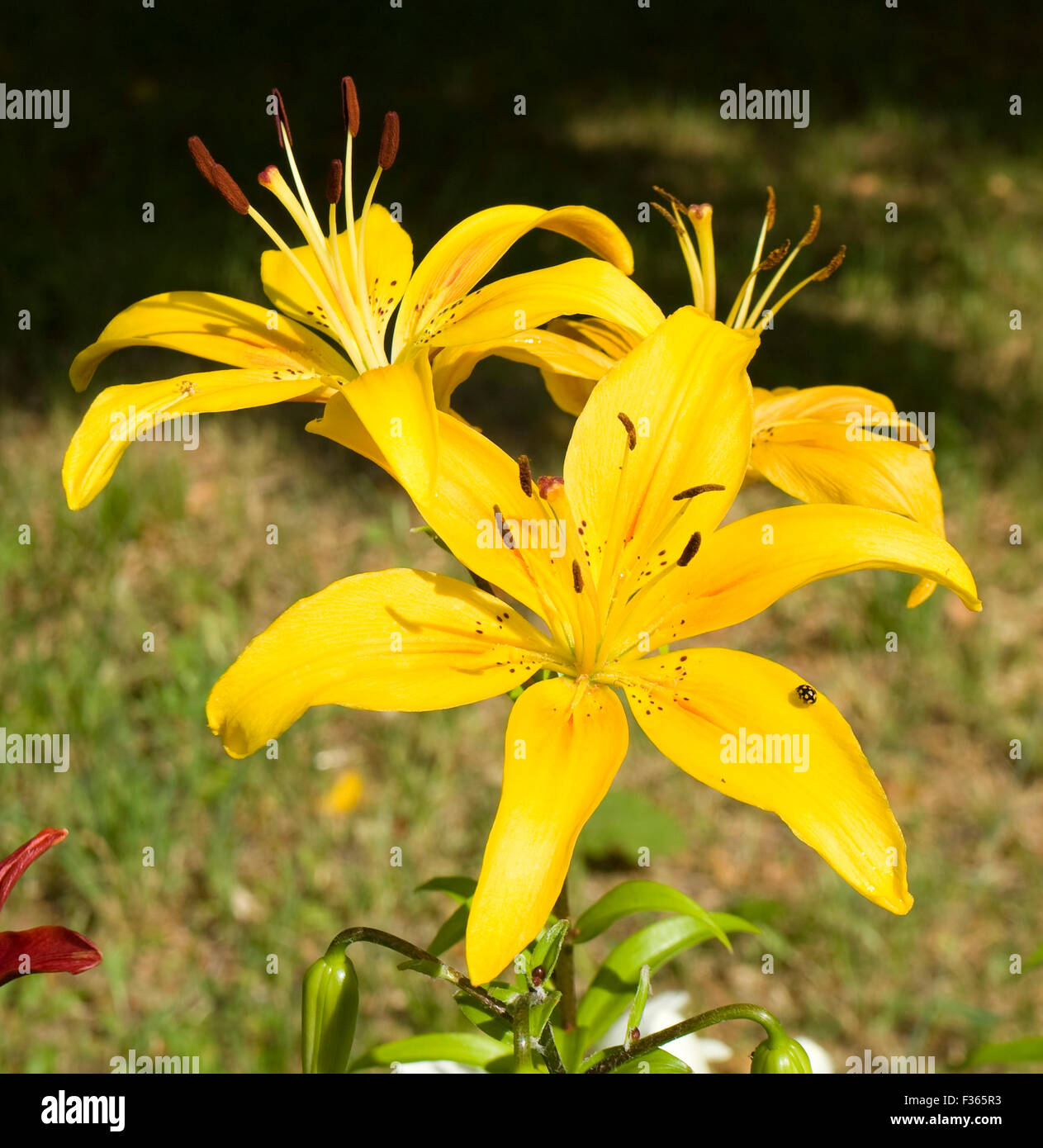 Three yellow lilies in garden vertical Stock Photo - Alamy