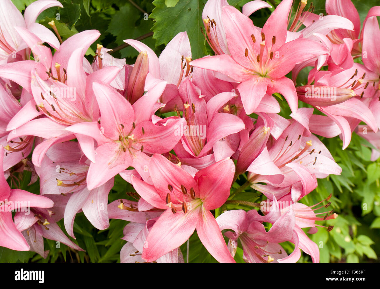 Many big pink lilies on flower bed Stock Photo - Alamy