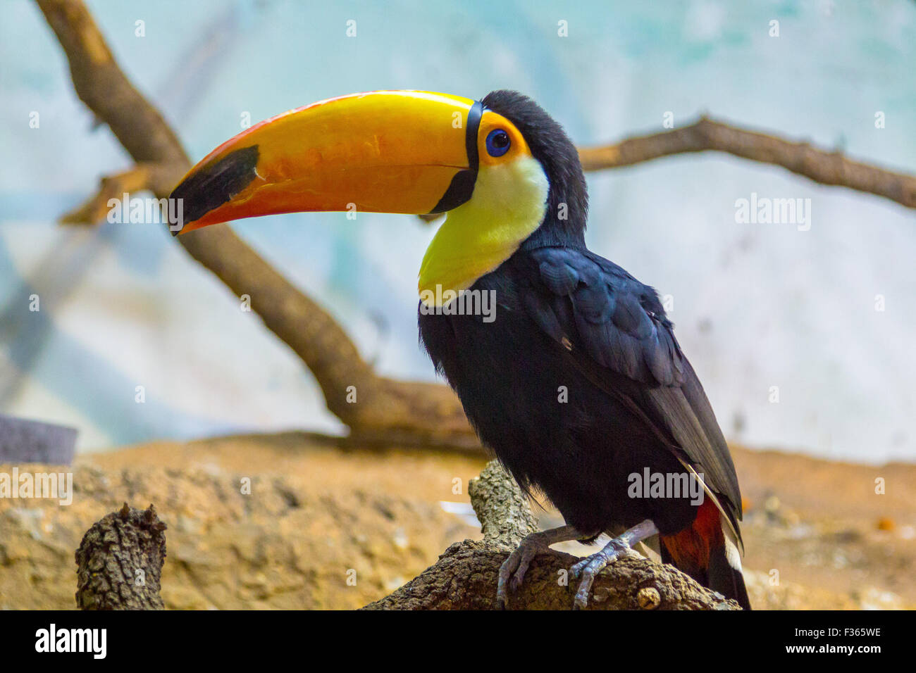 Tucan Toco (Ramphastos toco Stock Photo - Alamy