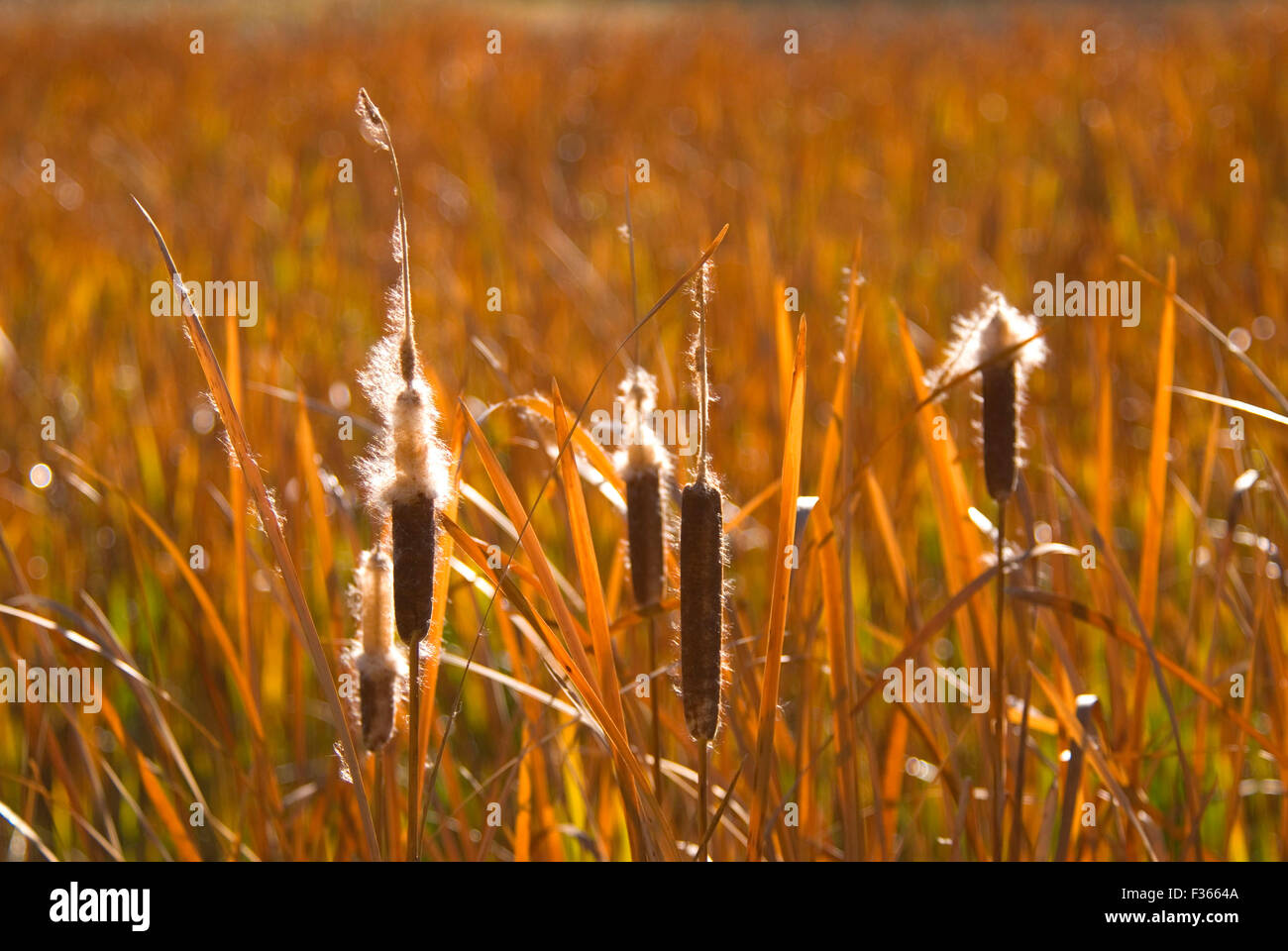 Cattails on Winslow Pool, Turnbull National Wildlife Refuge, Washington ...